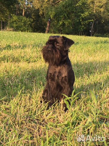 Бельгийский гриффон