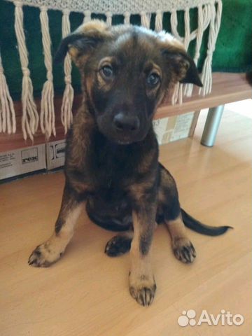 Щенок 2.5 мес