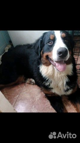 Лучший друг