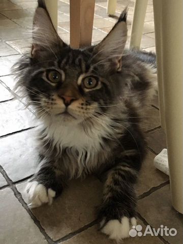 Котёнок Мейнкун Кун