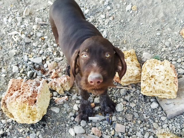 Продам щенков дратхара