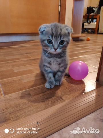 Британские котятки