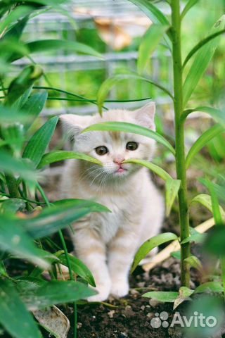 Шотландский котёнок