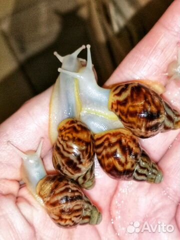 Улитки Ахатина Ретикулята Альбино