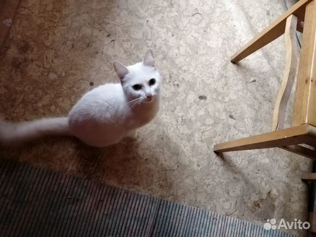 Кошка белая