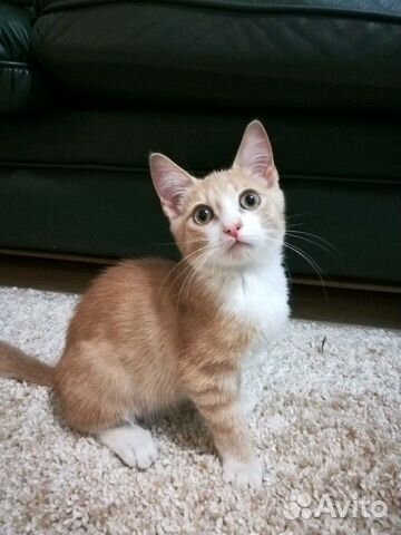 Рыженький котенок (котик)
