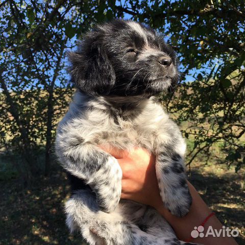 Отдаём щенков