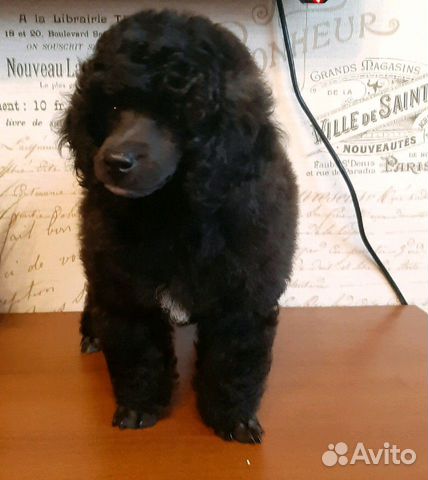 Щенок с документами скор серочерный