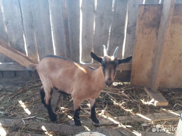 Козы Альпйики, Чешки, Чехо-нубийцы