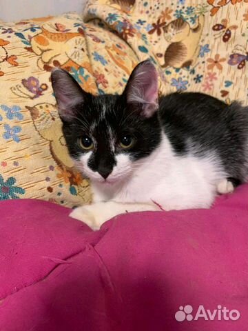 Котик Максик