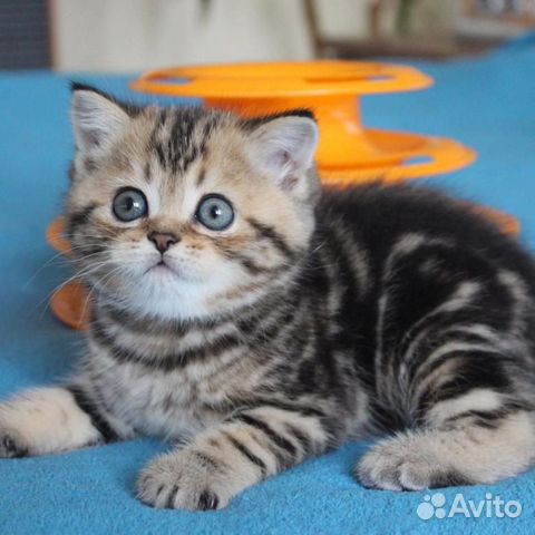 Малыш В шоколаде самый дорогой окрас