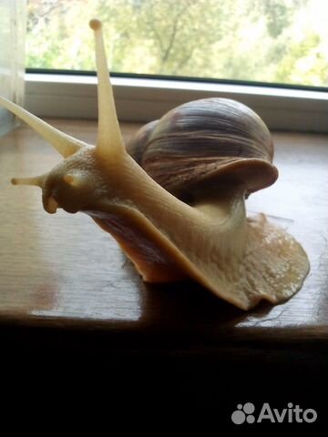 Ахатина улитка в заботливые руки