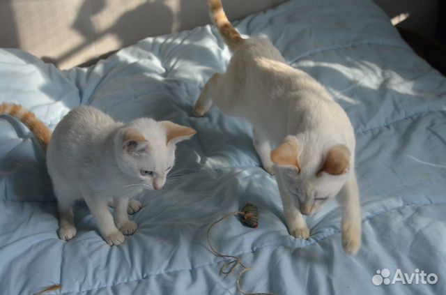 Котята, похожие на лемуров (только парой)