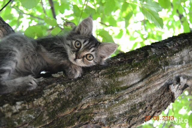 Мимимишная маленькая кошечка