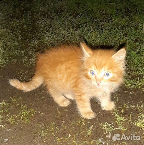 Котенок ищет дом