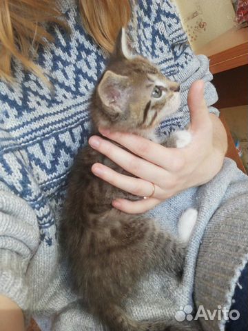 Метис Сиамской кошки