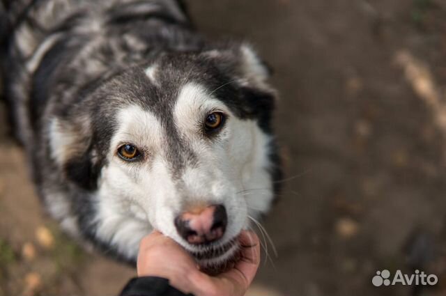 Девочка Чара