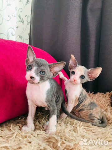 Донской сфинкс котята голые и микрофлок