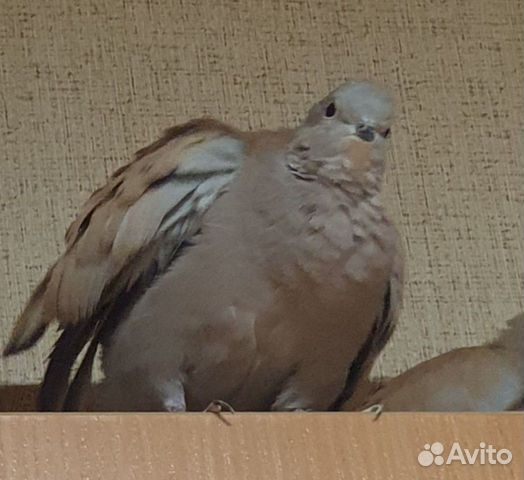 Отдам двух ручных горлиц с клеткой