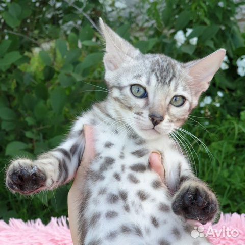 Бенгальские котята серебро