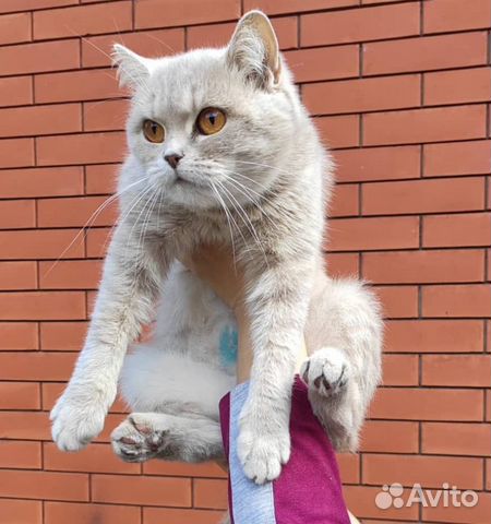 Молоденькая красавица