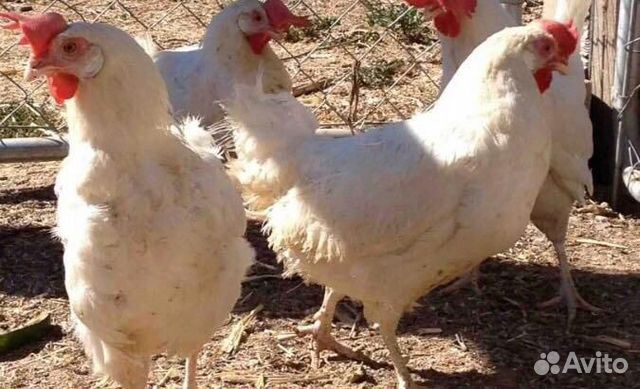 Продаются домашние куры несушки