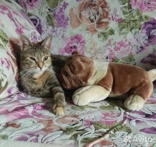 Кочешка Дусенька