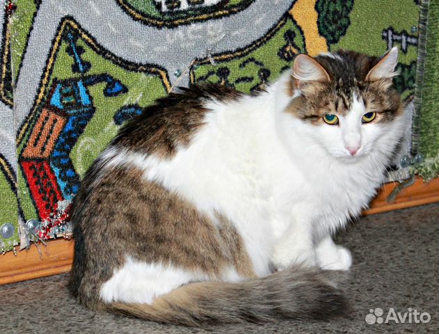 Молодой котик
