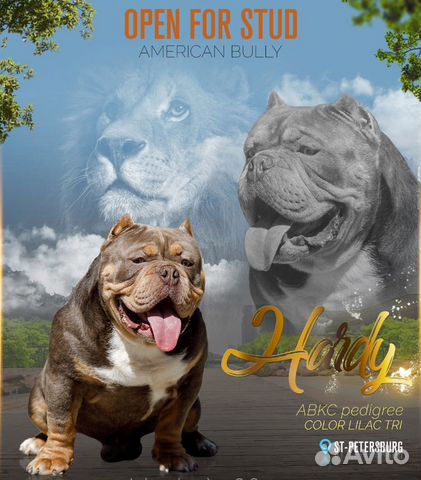 Американский бульдог экзот вязка