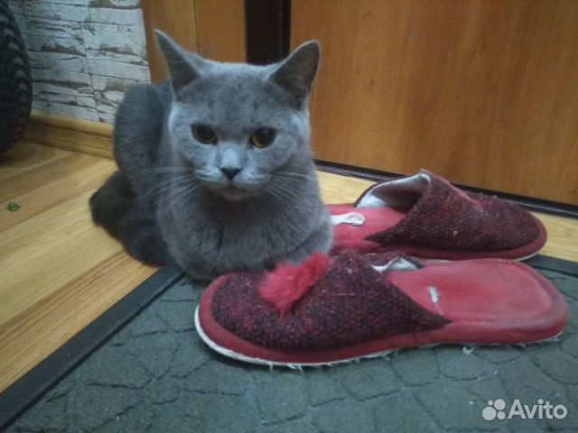 Даром британка