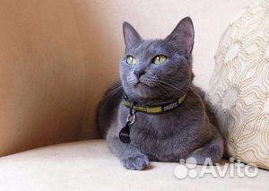 Кошка