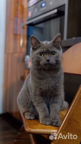 Продам очень красивых британских котят