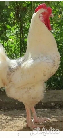 Петух Пушкинский