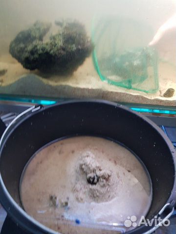 Живой песок