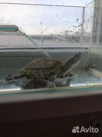 Черепаха водная красноухая