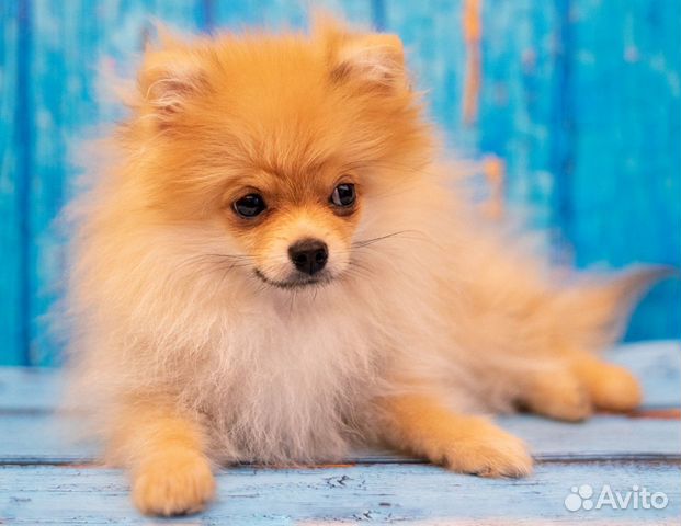 Померанский шпиц