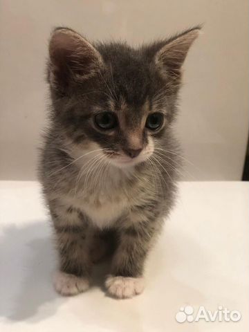 Котенок Мальчик 2 мес