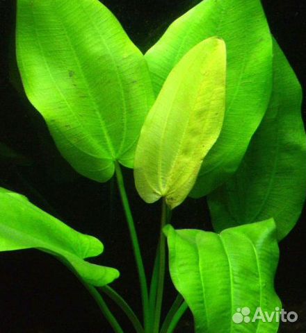 Эхинодорусы