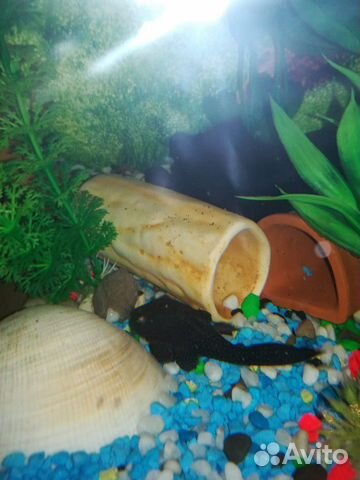 Номерные сомы L-181