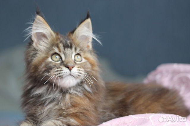 Ласковая и нежная мейн-куночка