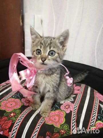 Ищят добрую семью два замечательных котенка