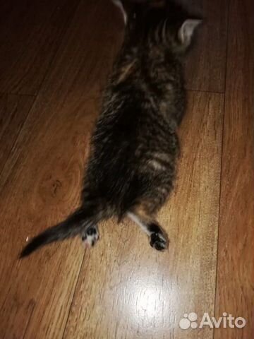 Котята