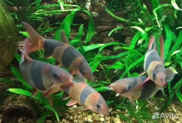 Боция-Клоун 12-15 см рыбки Botia macracantha