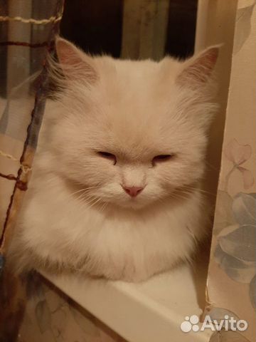 Кошечка Белль ищет хороших хозяев