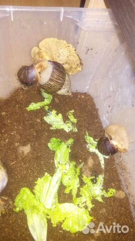 Улитка ахатина