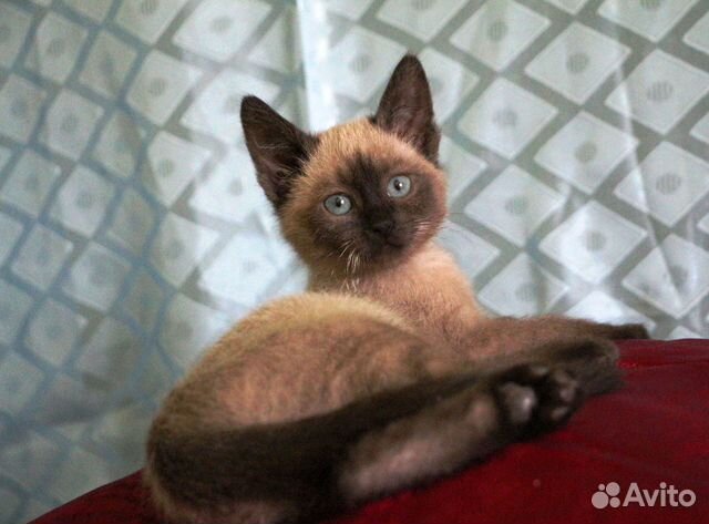3-х месячный метис тайской кошки в добрые руки