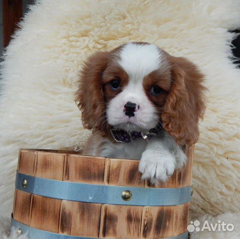 Нарядный парень Кавалер Кинг чарльз спаниель