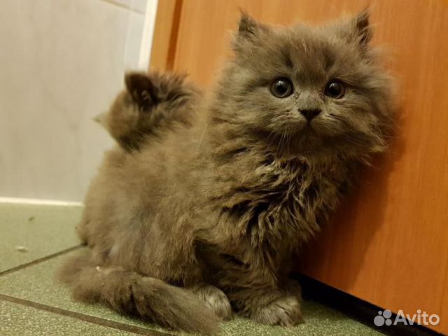 Длинношёрстный британский медвежонок