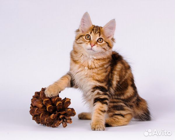 Пушистые золотые котята