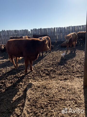 Бычки на откорме